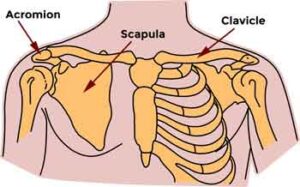 Shoulder Blade Pain: What are the Causes and How to Fix Video